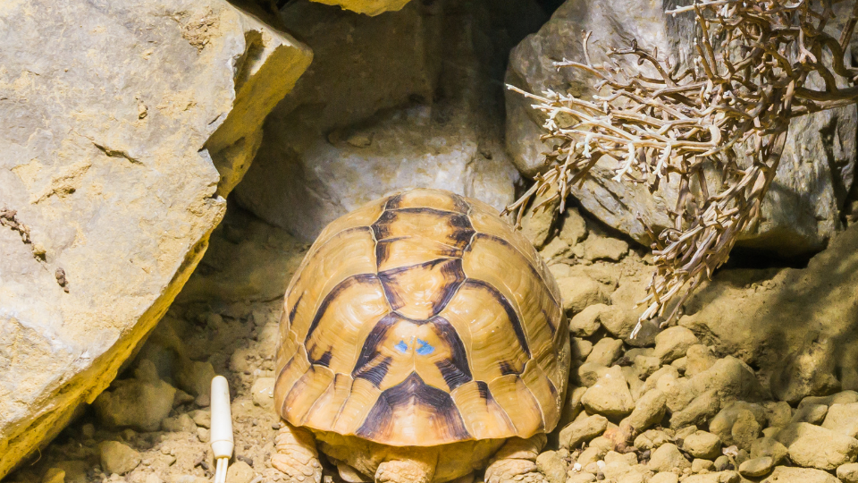 Do Tortoises Hibernate? A Comprehensive Guide - Turtle Health Hub Do Tortoises Hibernate? A Comprehensive Guide - Turtle Health Hub